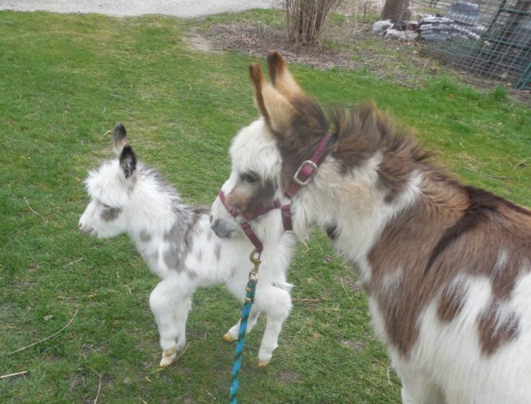 Mini Donkeys for Sale in Iowa - Miniature Donkey Breeder | Sunny G Acres